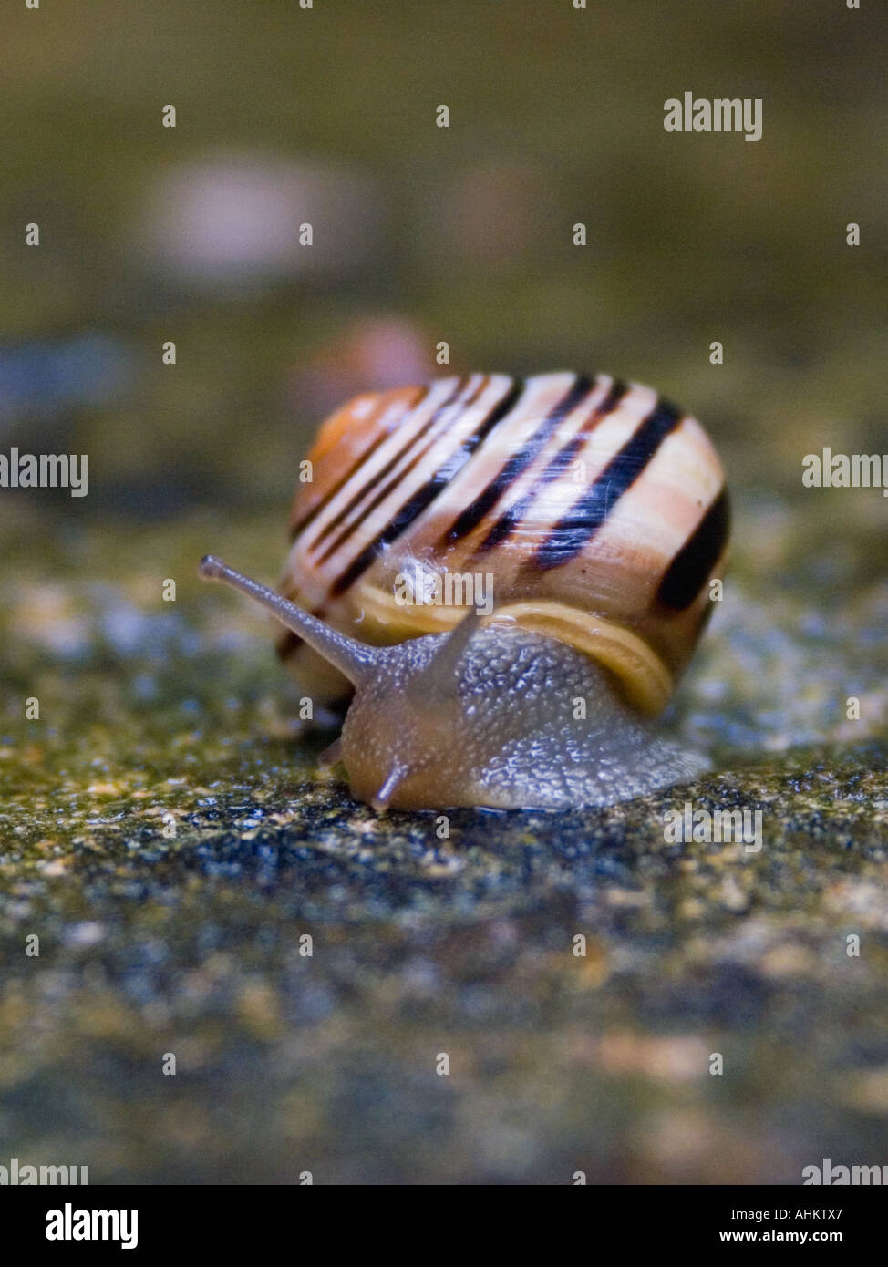 Garden banded snail white lipped snail hi-res stock photography and ...