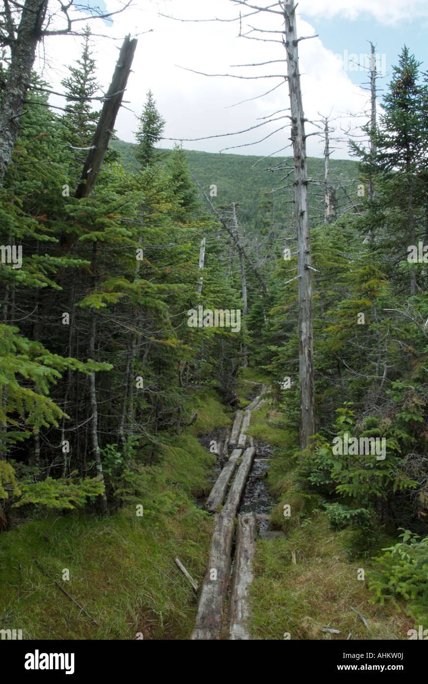 Bog bridge on Pink Link Trail in the White Mountains New Hampshire USA ...