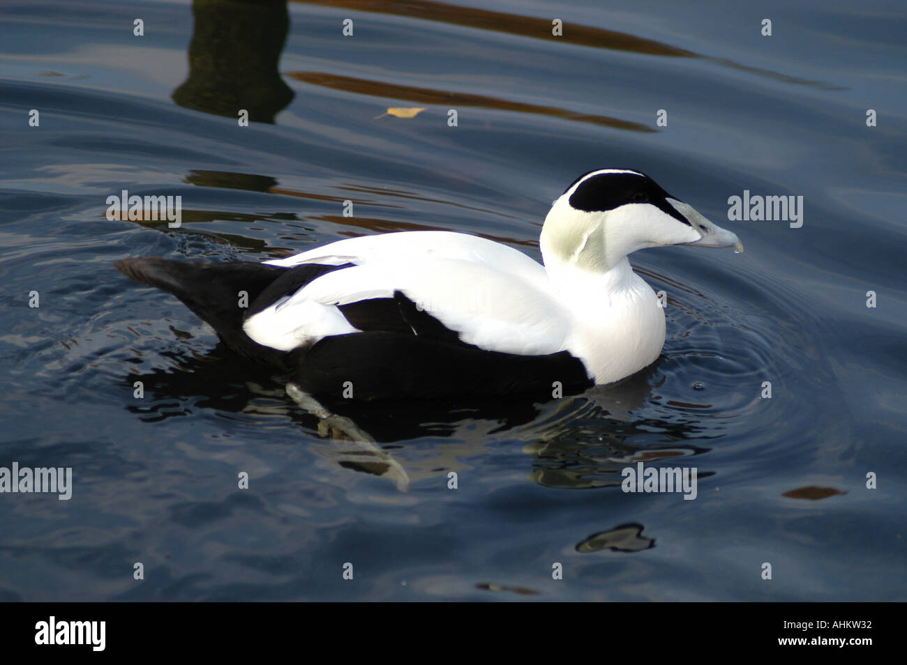 Eider a duvet hi-res stock photography and images - Alamy