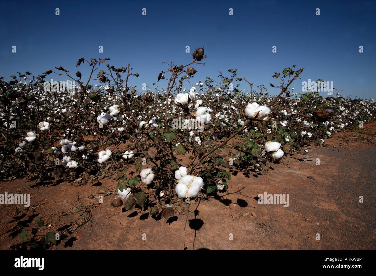 Cotton crop Brazil Stock Photo - Alamy