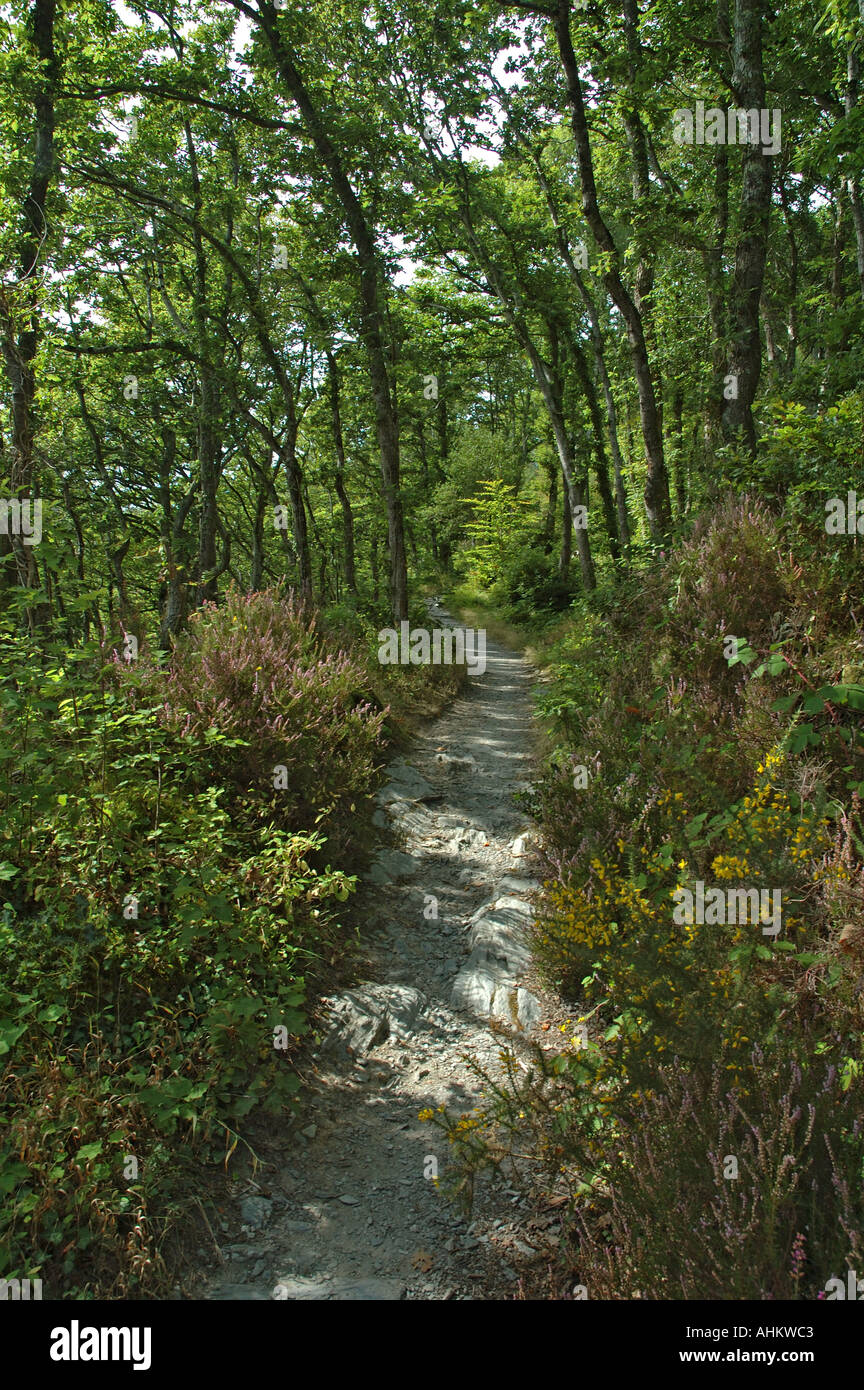 Woodland path Lerryn Cornwall UK Stock Photo - Alamy
