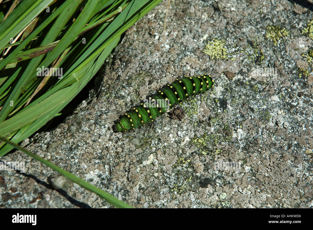 Caterpillar on granite stone Stock Photo - Alamy