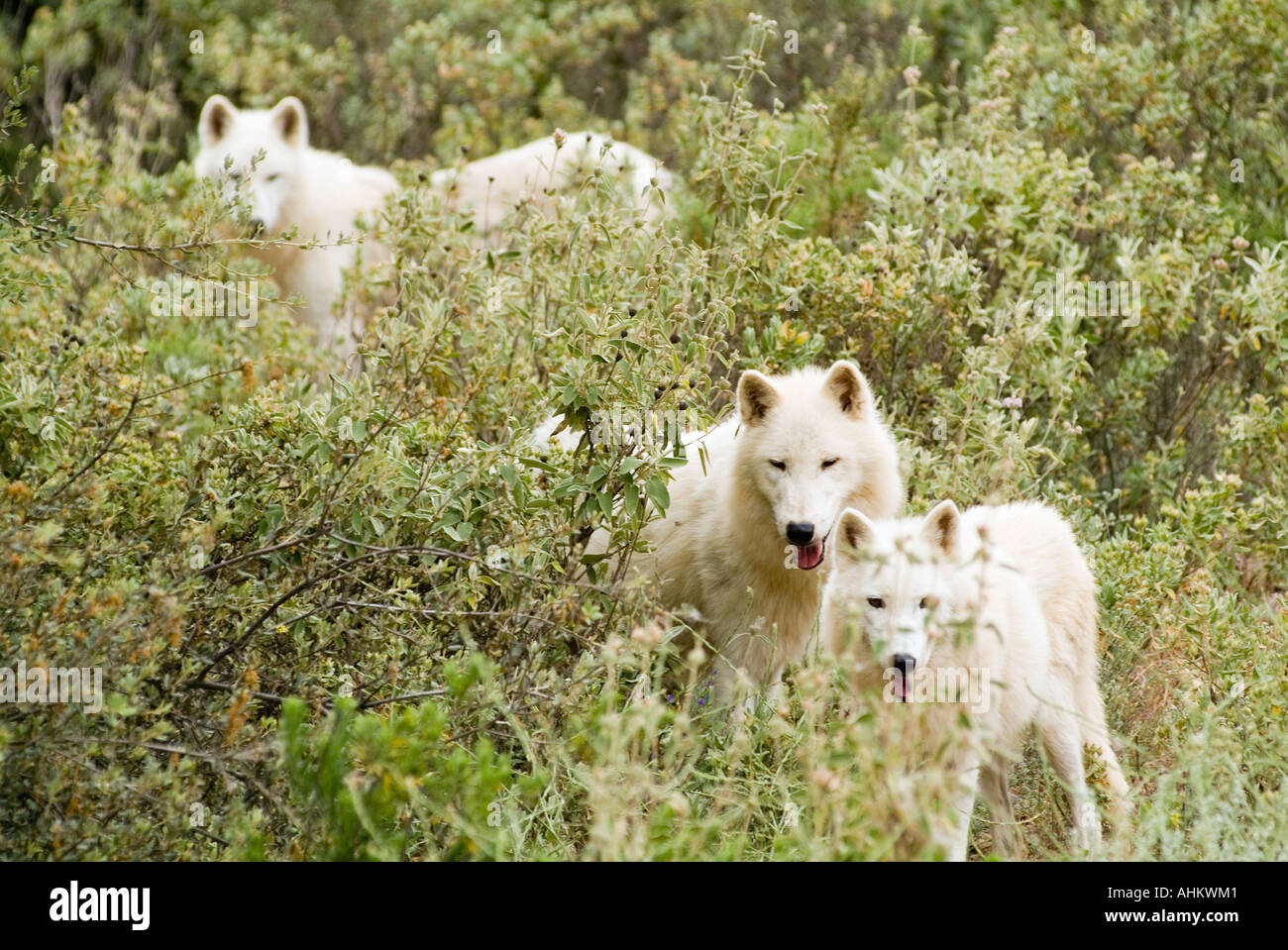 Wolf pack alpha female hi-res stock photography and images - Alamy