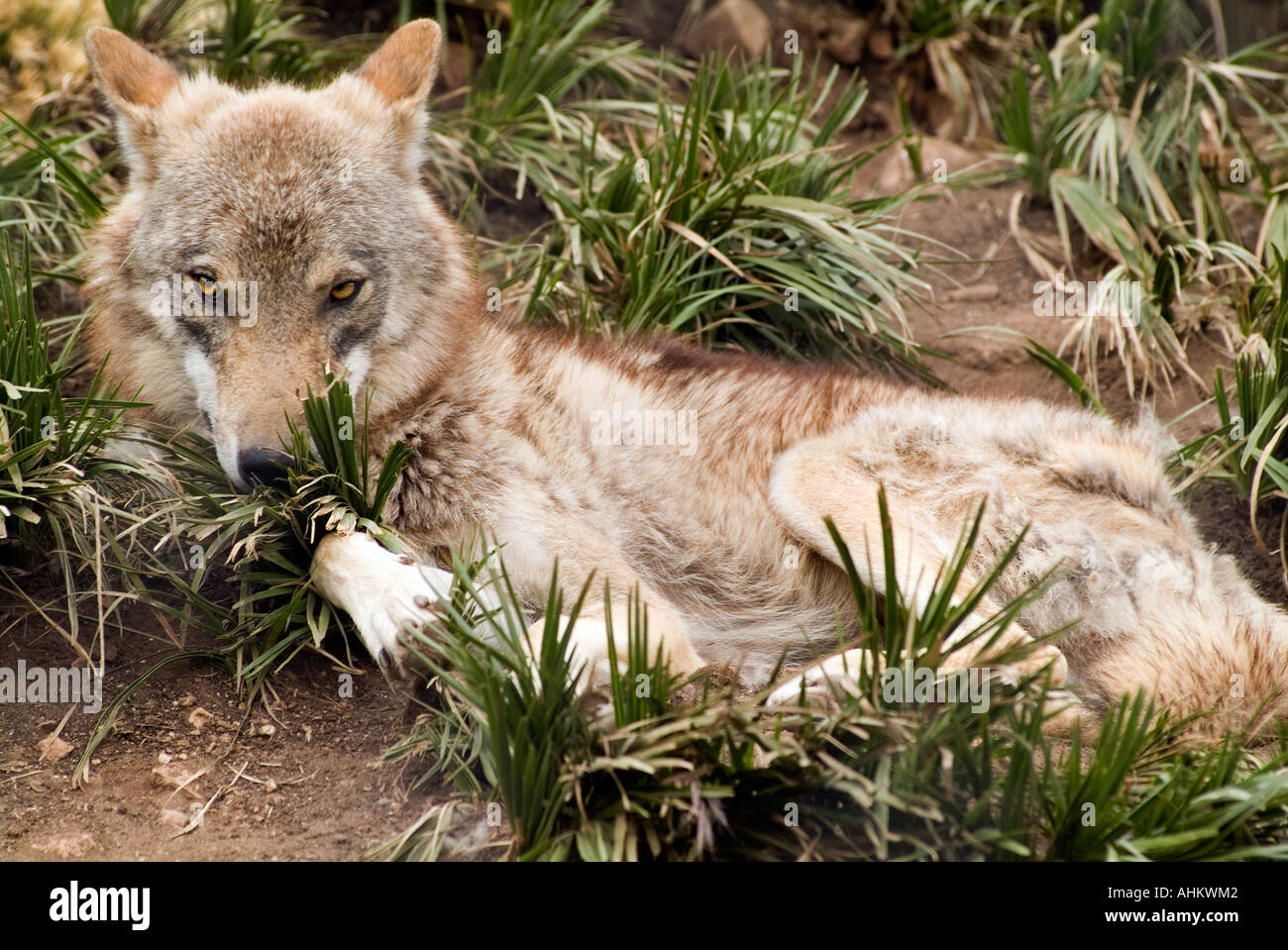 Wolf pack alpha female hi-res stock photography and images - Alamy