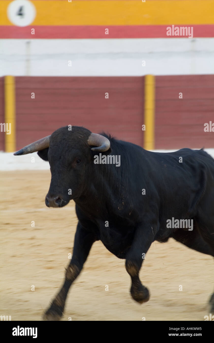 Fotos De Toros Bravo S 2.105 Toro Bravo Stock Photos, High Res