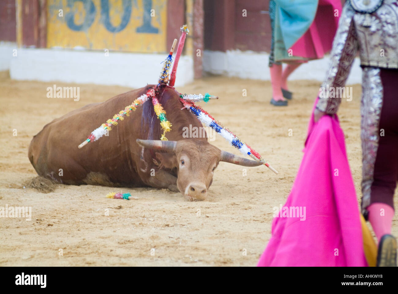 Bull at end of the fight Stock Photo - Alamy