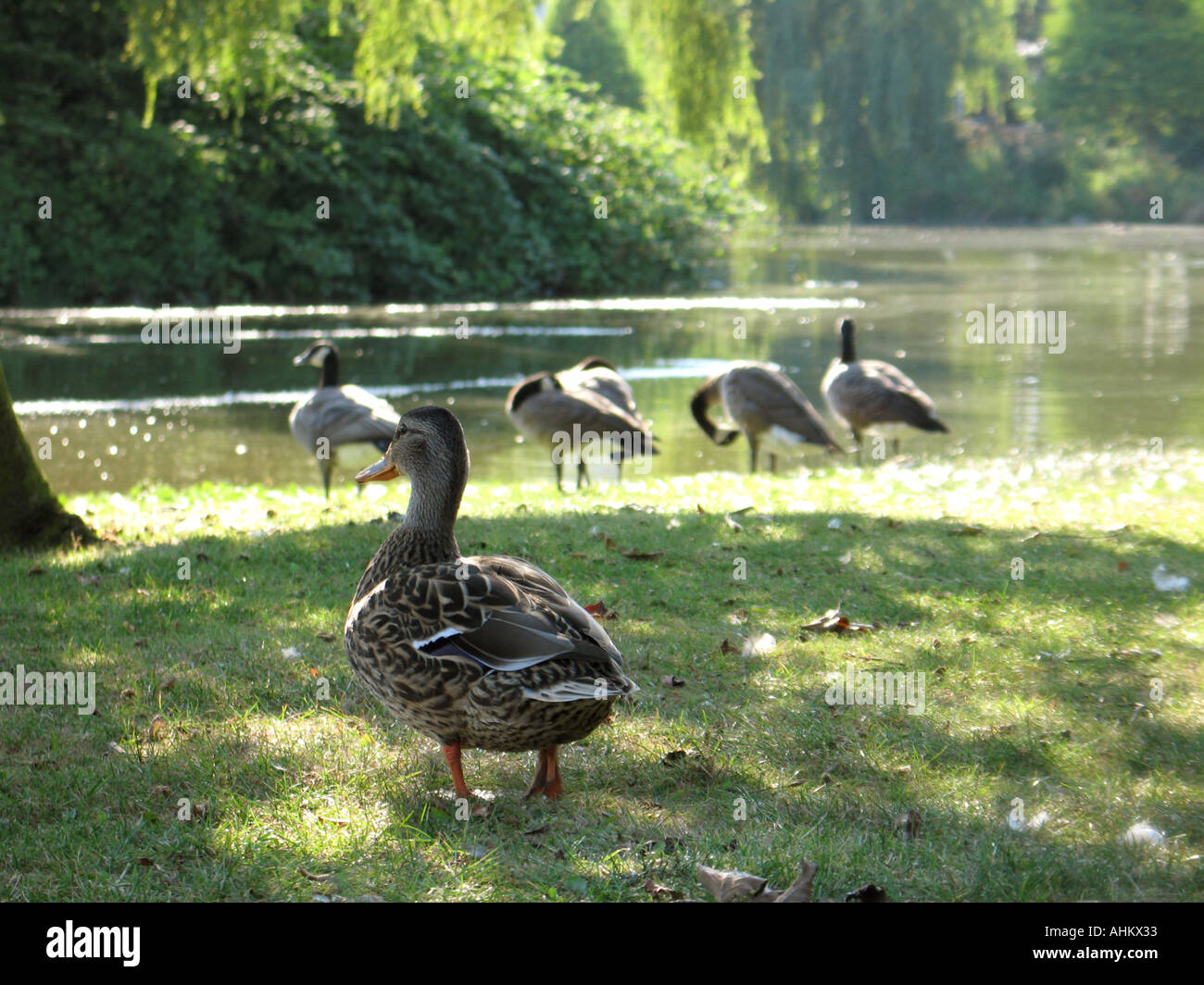 Distinct duck hi-res stock photography and images - Alamy