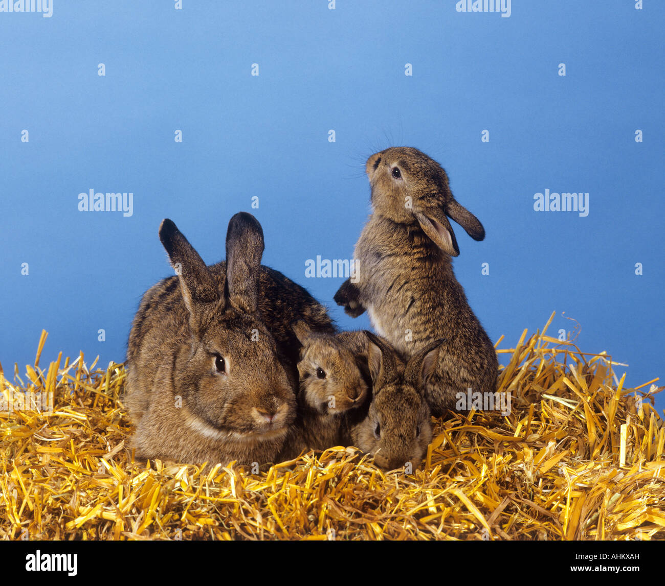 Rabbit cubs hi-res stock photography and images - Alamy