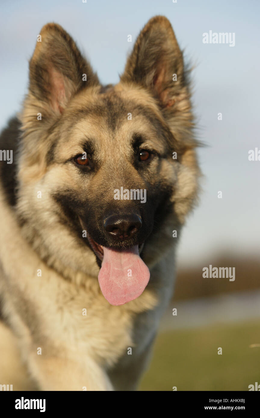 Old German Shepherd dog - portrait Stock Photo - Alamy