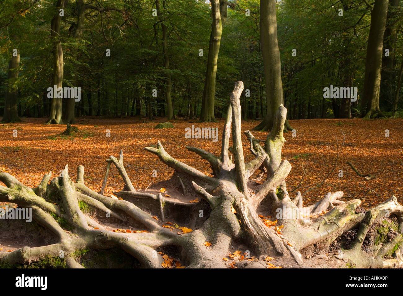 Roots of Fallen Tree in Woodland at Alderley Edge Stock Photo - Alamy