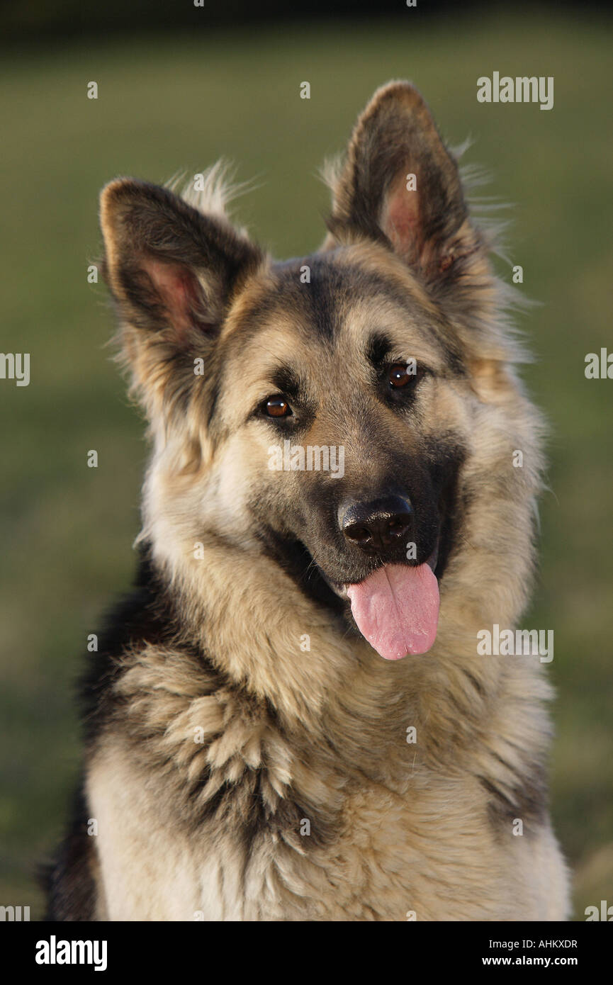Old German Shepherd dog - portrait Stock Photo - Alamy