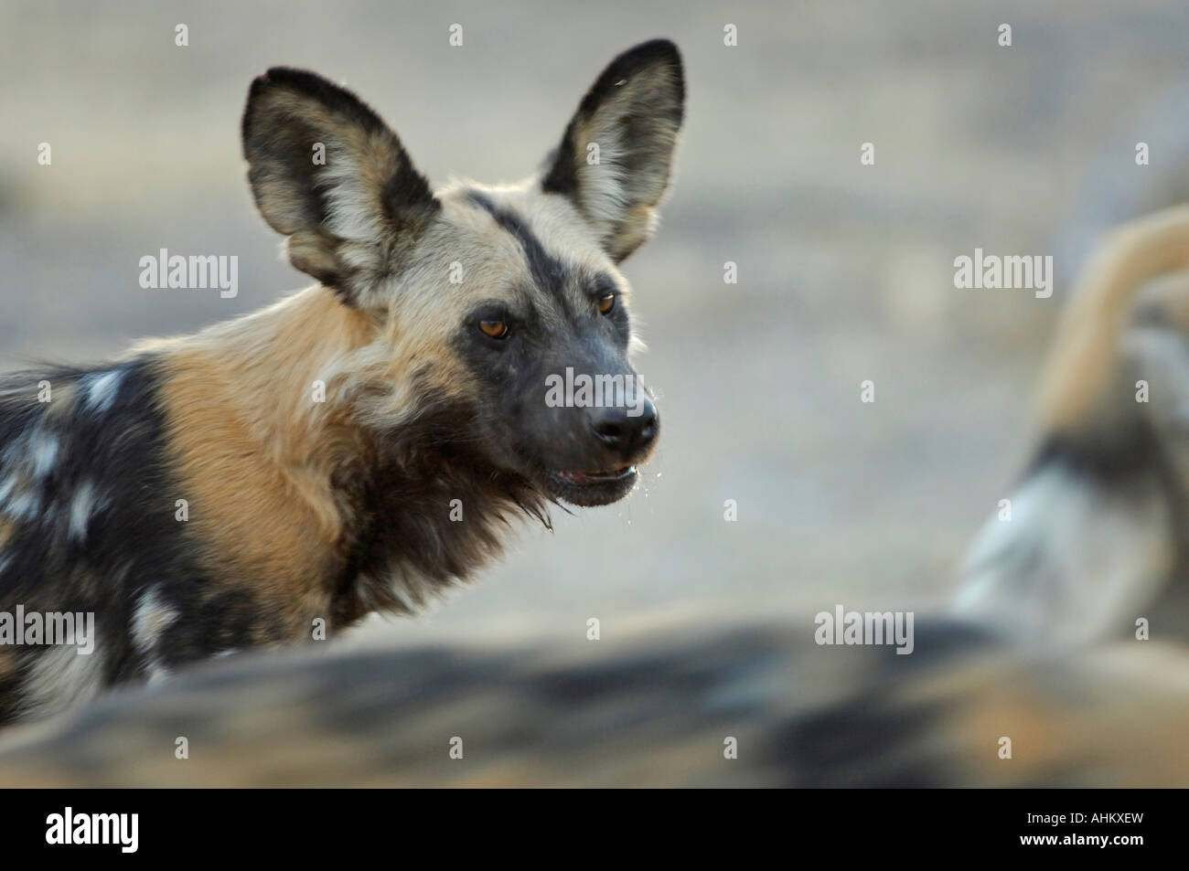 Duma tau wild dogs hi-res stock photography and images - Alamy