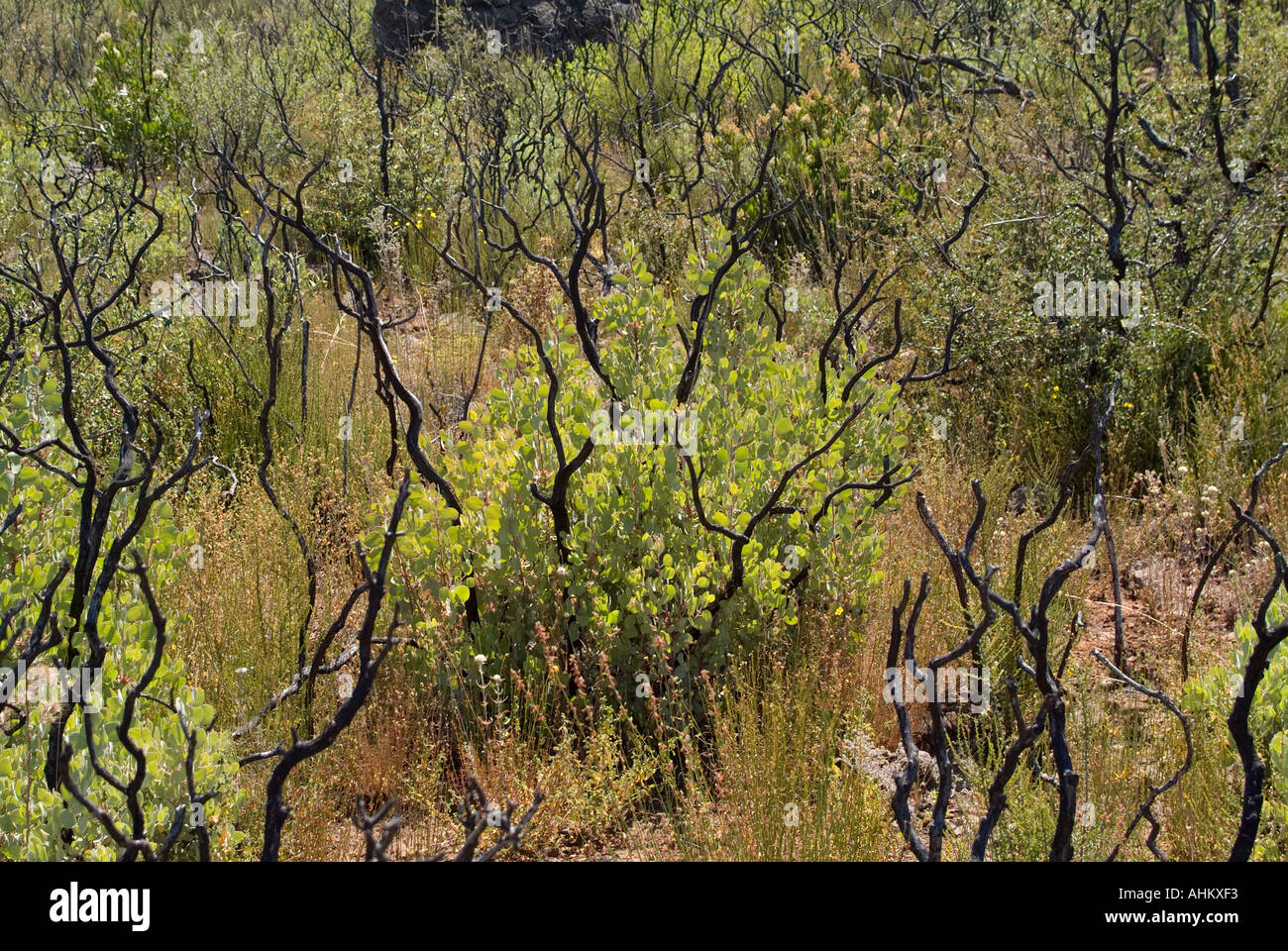Cedar fire 2003 hi-res stock photography and images - Alamy