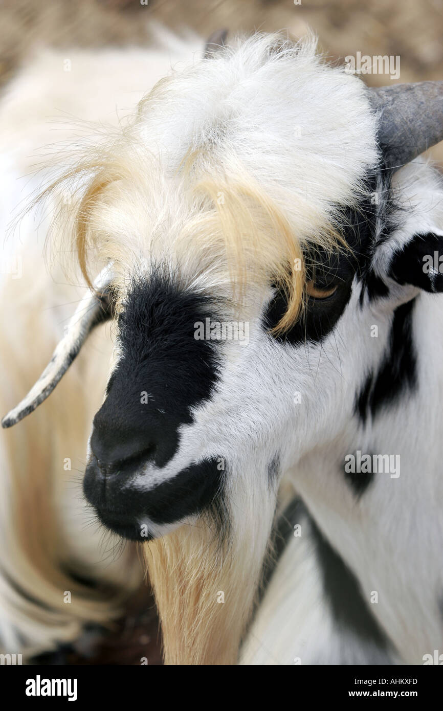 You old Goat Stock Photo - Alamy