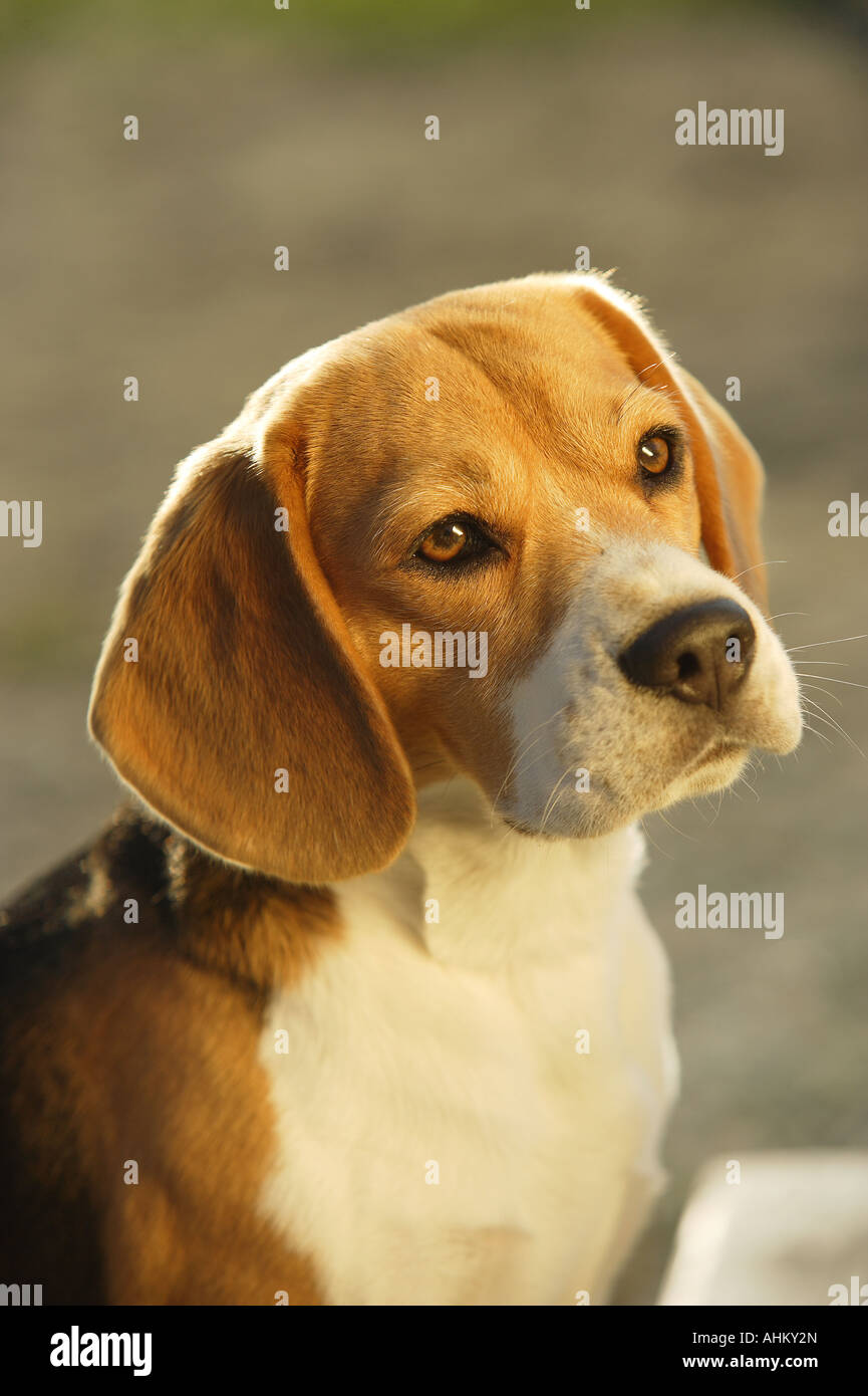 Beagle. Portrait of adult Stock Photo - Alamy