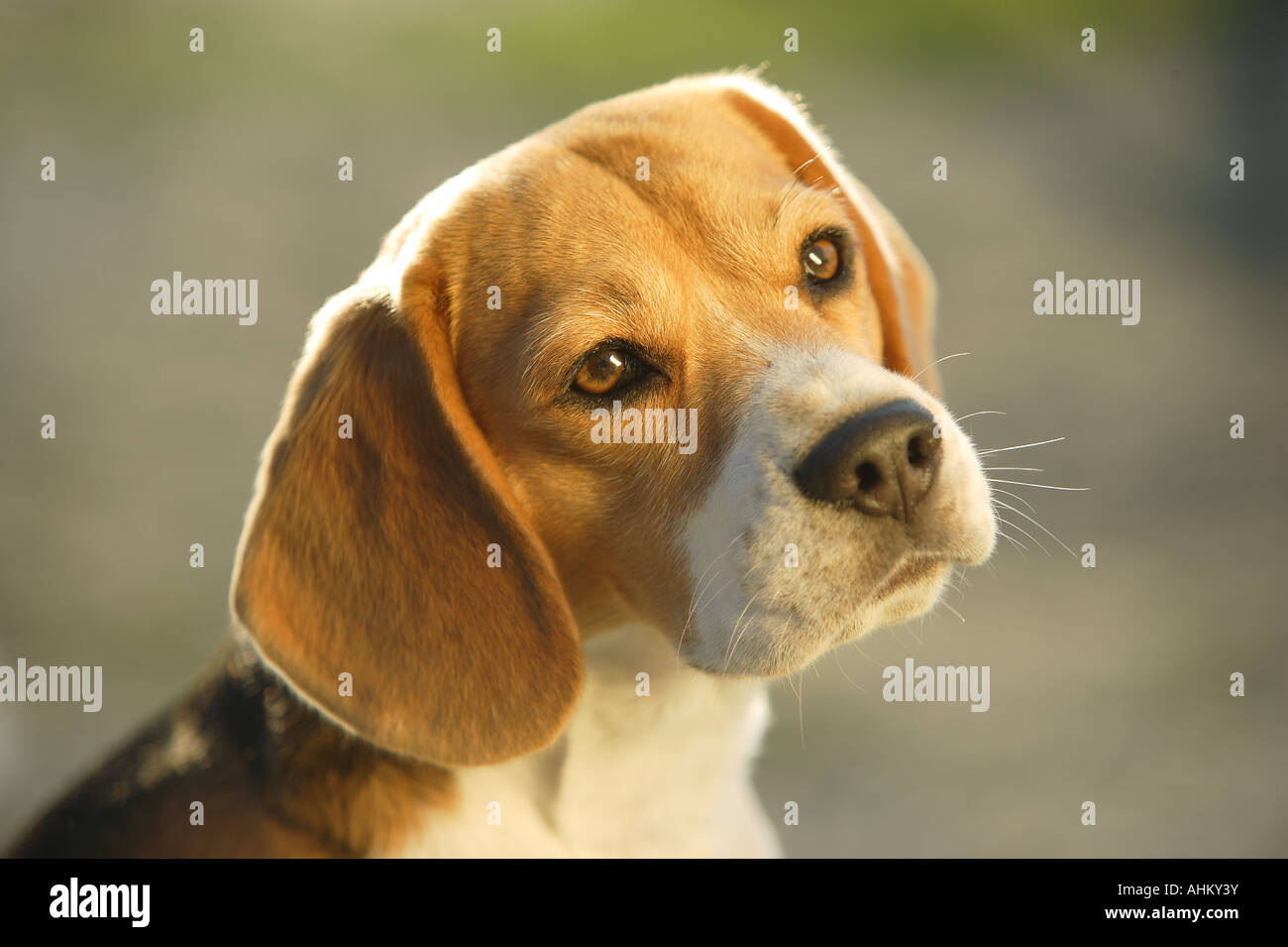 Beagle. Portrait of adult dog Stock Photo - Alamy
