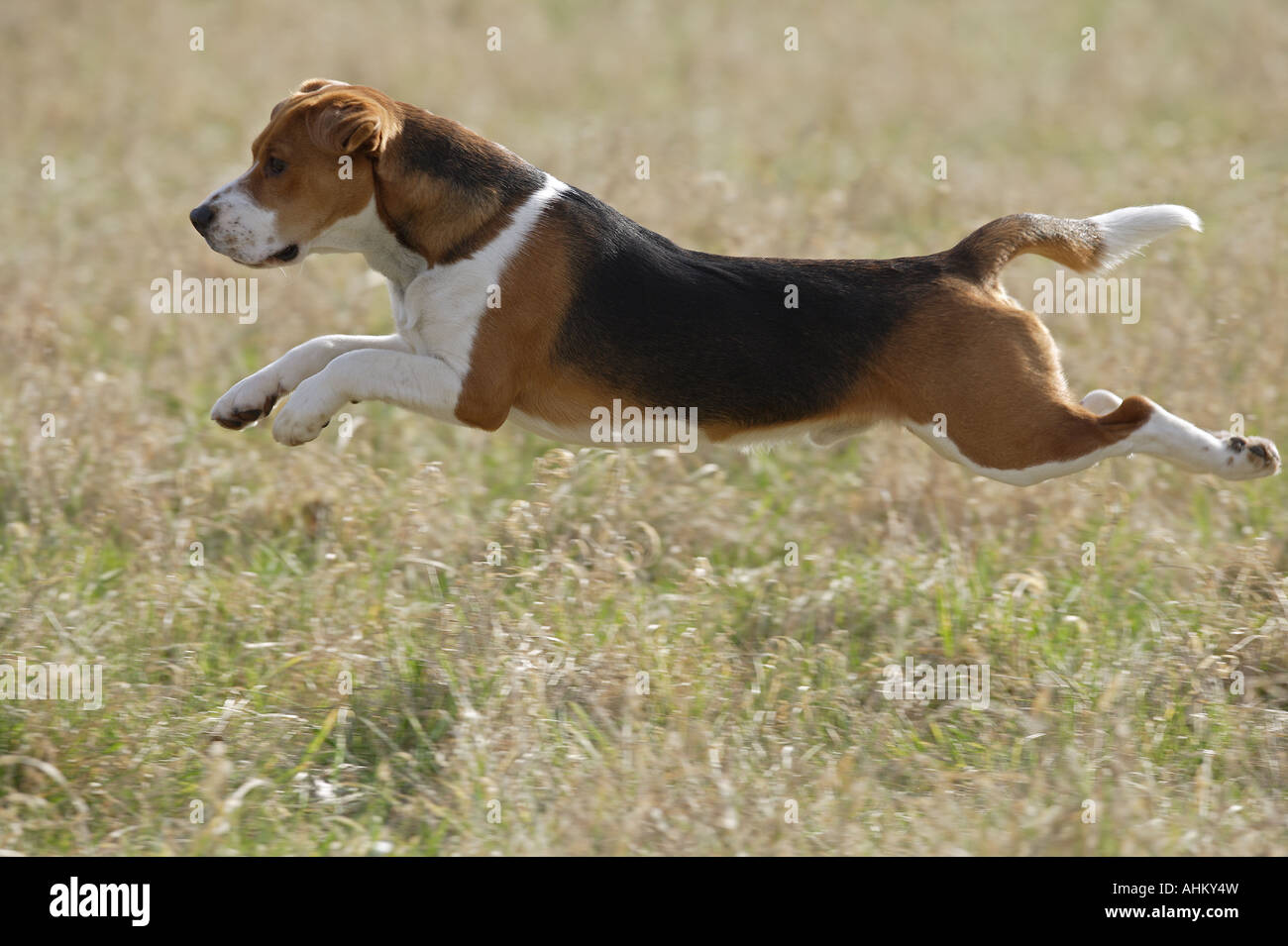 Beagle - running on meadow Stock Photo - Alamy