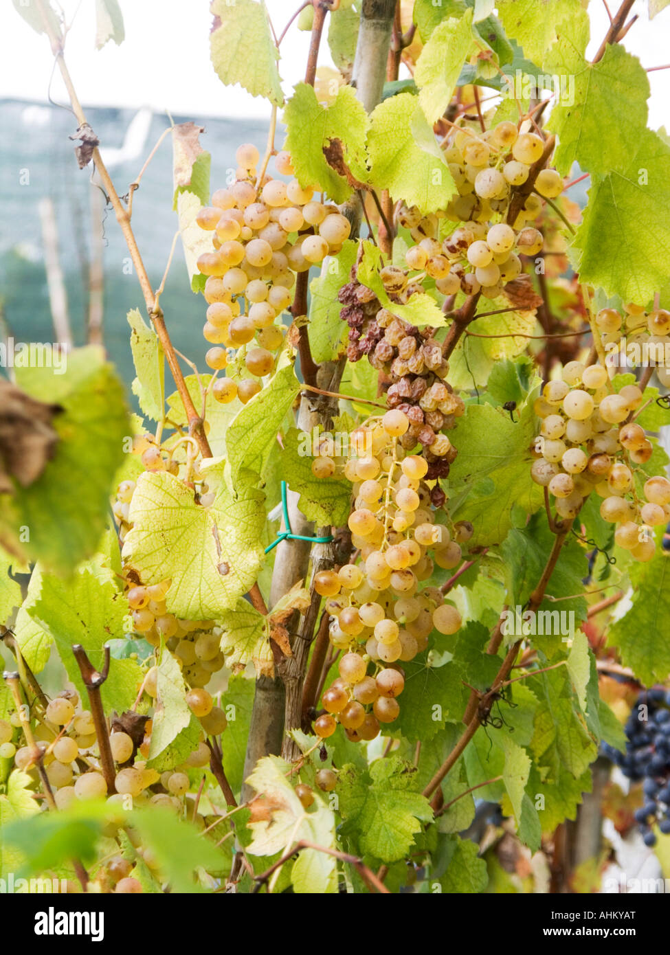 grapes of wine biocological production in Giugliano, Naples, Italy ...