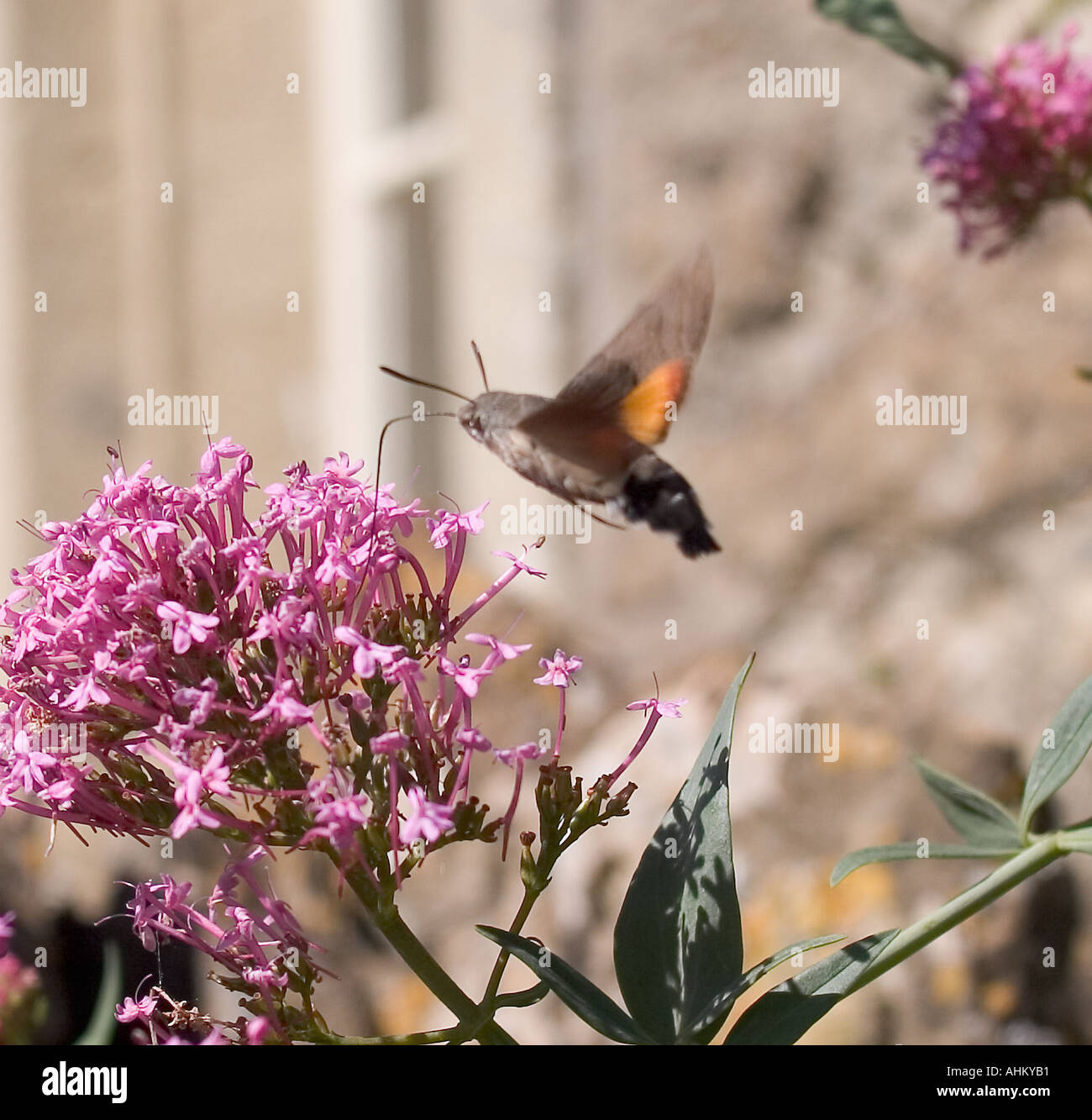 The Hummingbird Hawk Moth Stock Photo - Alamy
