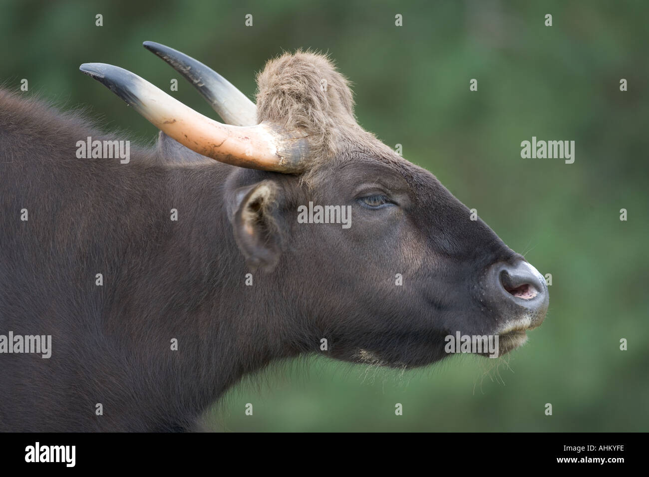 Gaur or Seladang Bos gourus Cow Stock Photo - Alamy