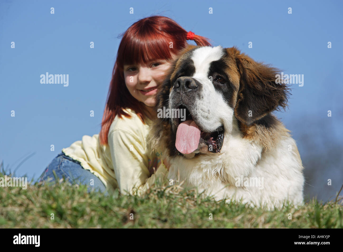 St bernard dog hi-res stock photography and images - Alamy