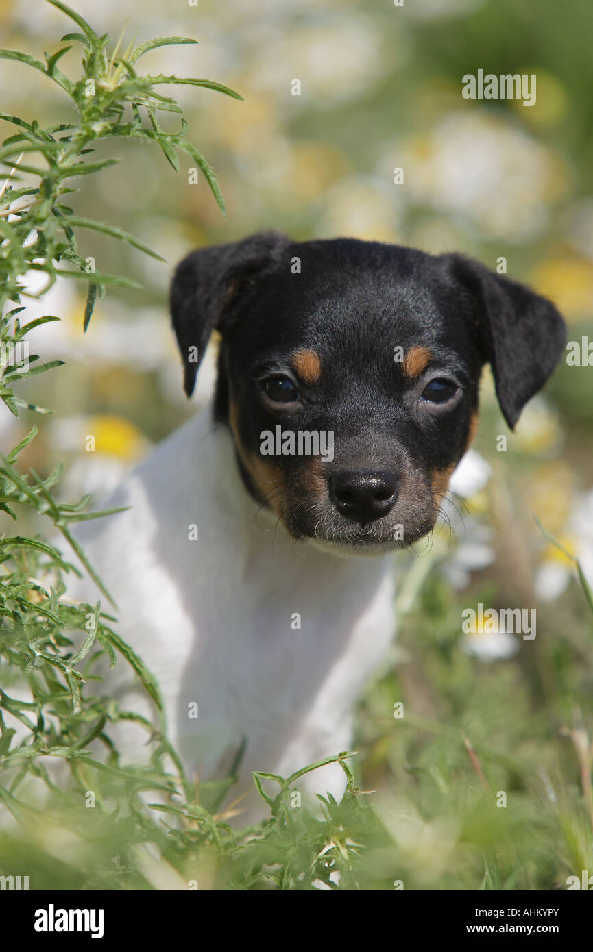 Ratonero Bodeguero Andaluz - puppy on meadow Stock Photo - Alamy