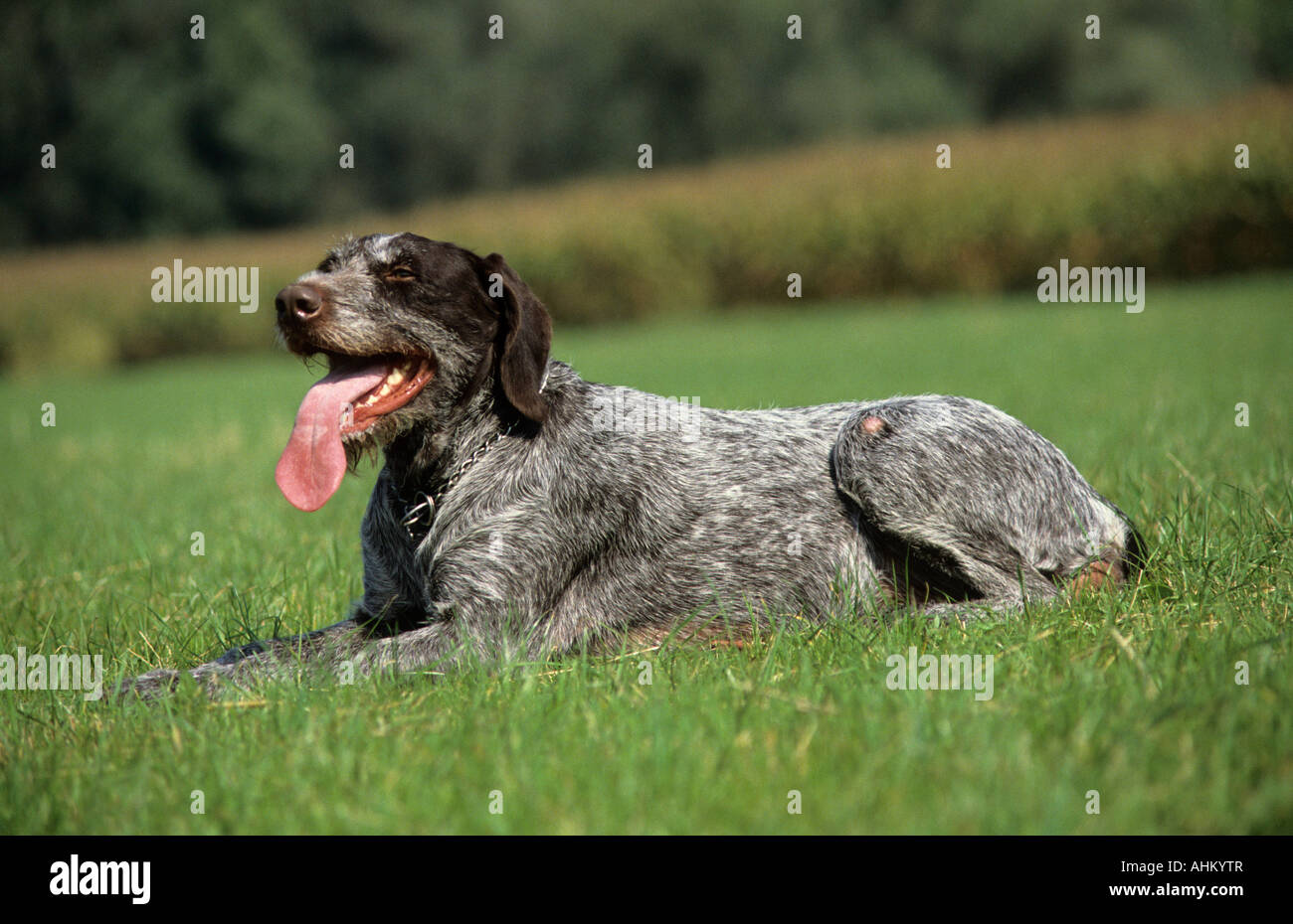 Jagdhund deutscher Vorstehhund Drahthaar hound German setter wire hair ...