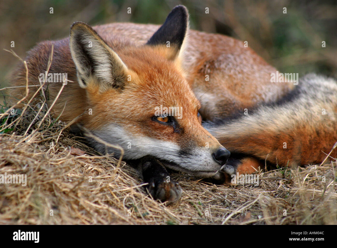 Fox head on hi-res stock photography and images - Alamy
