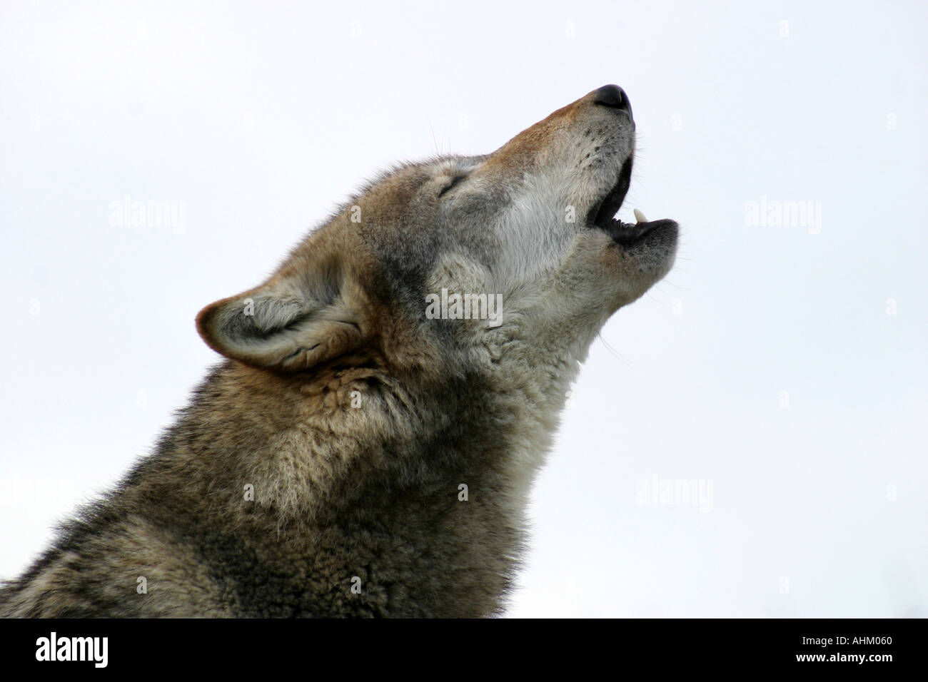 Canis Lupus, European wolf howling Stock Photo - Alamy