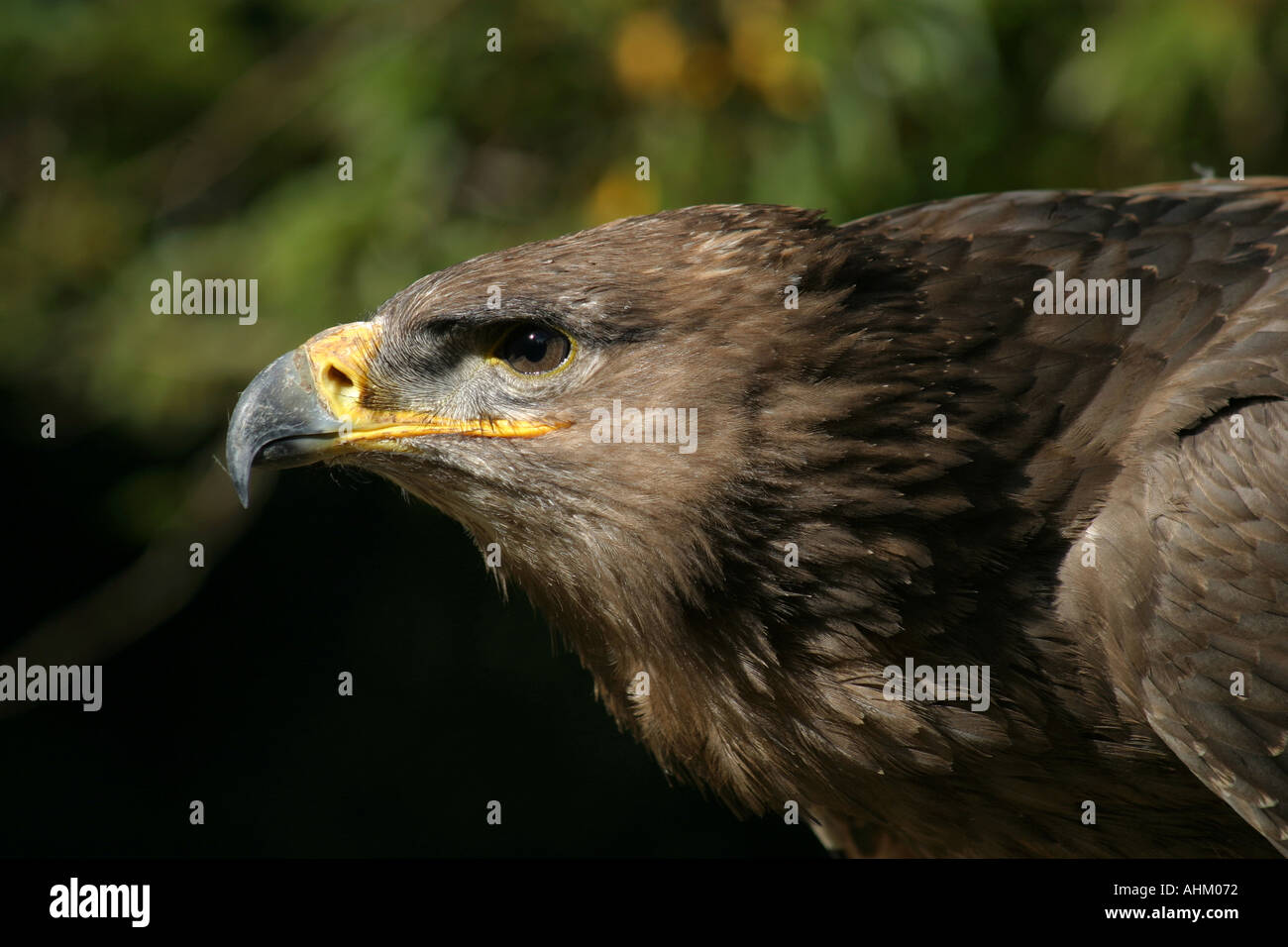 Common Buzzard, Buteo buteo Stock Photo - Alamy