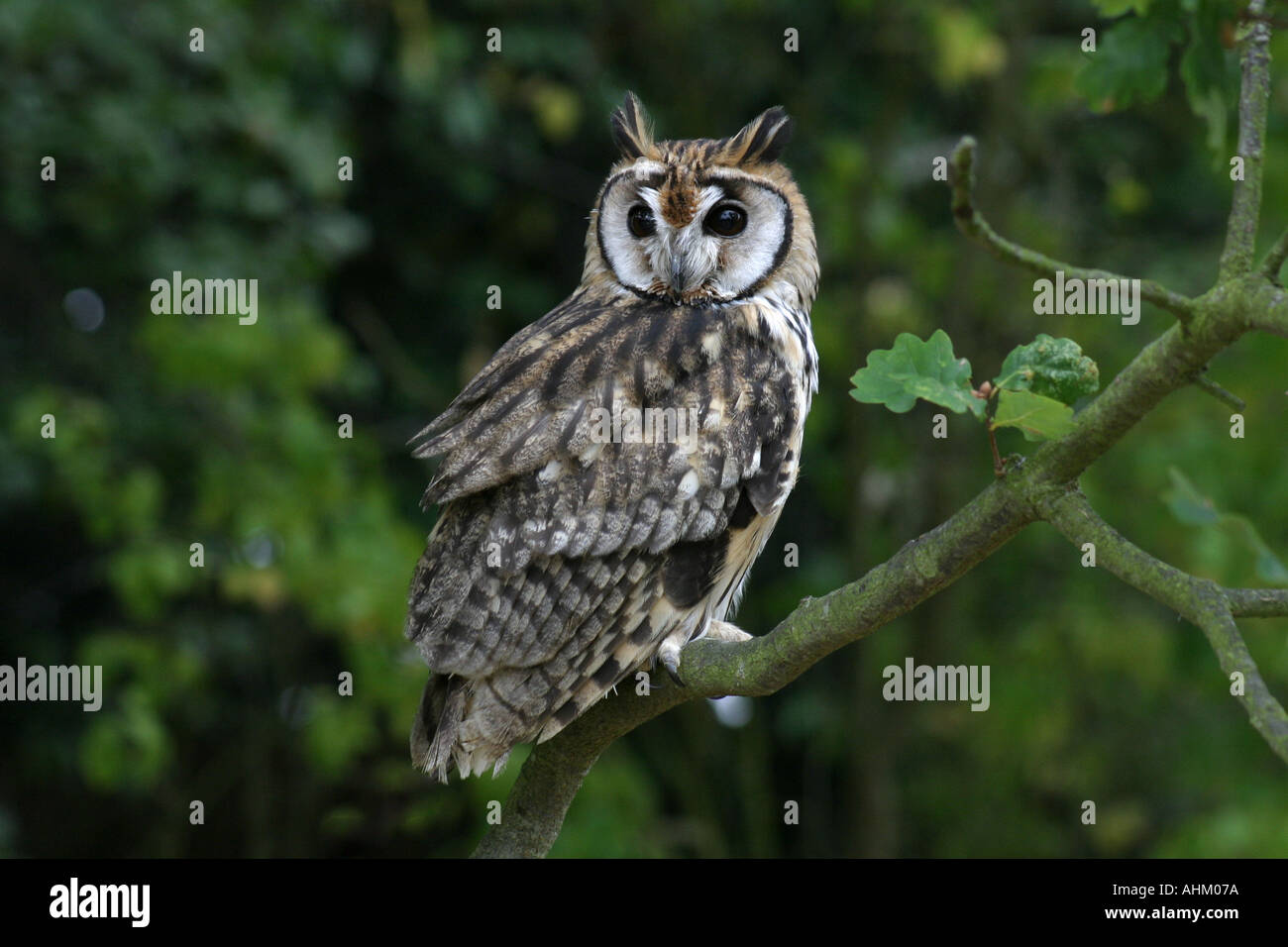 Long eared owl resting in tree Stock Photo - Alamy