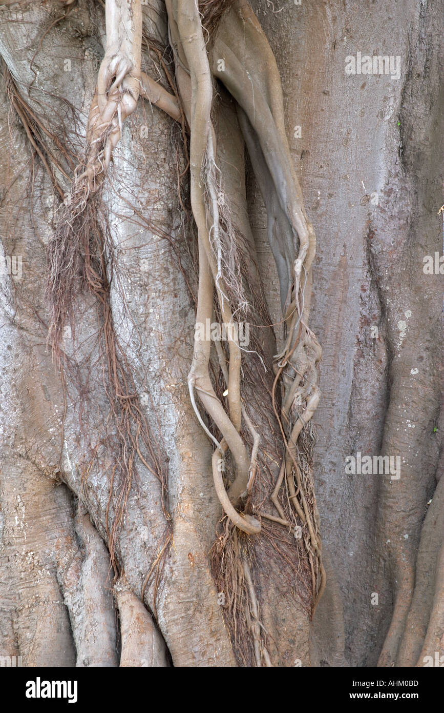 Wood texture of the intricate trunk of an old centennial giant ficus ...