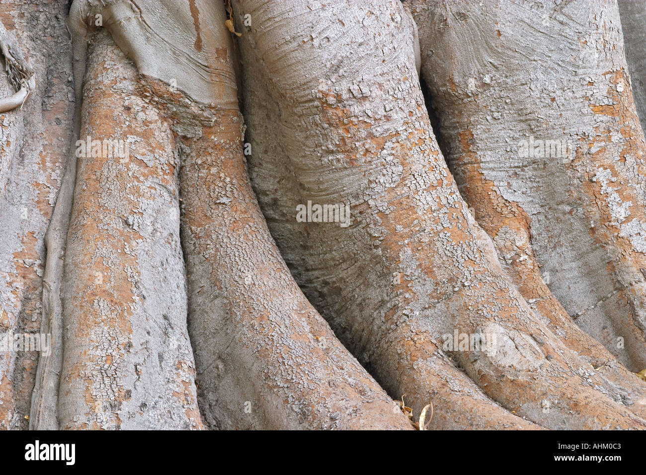 Wood texture of the intricate trunk of an old centennial giant ficus ...