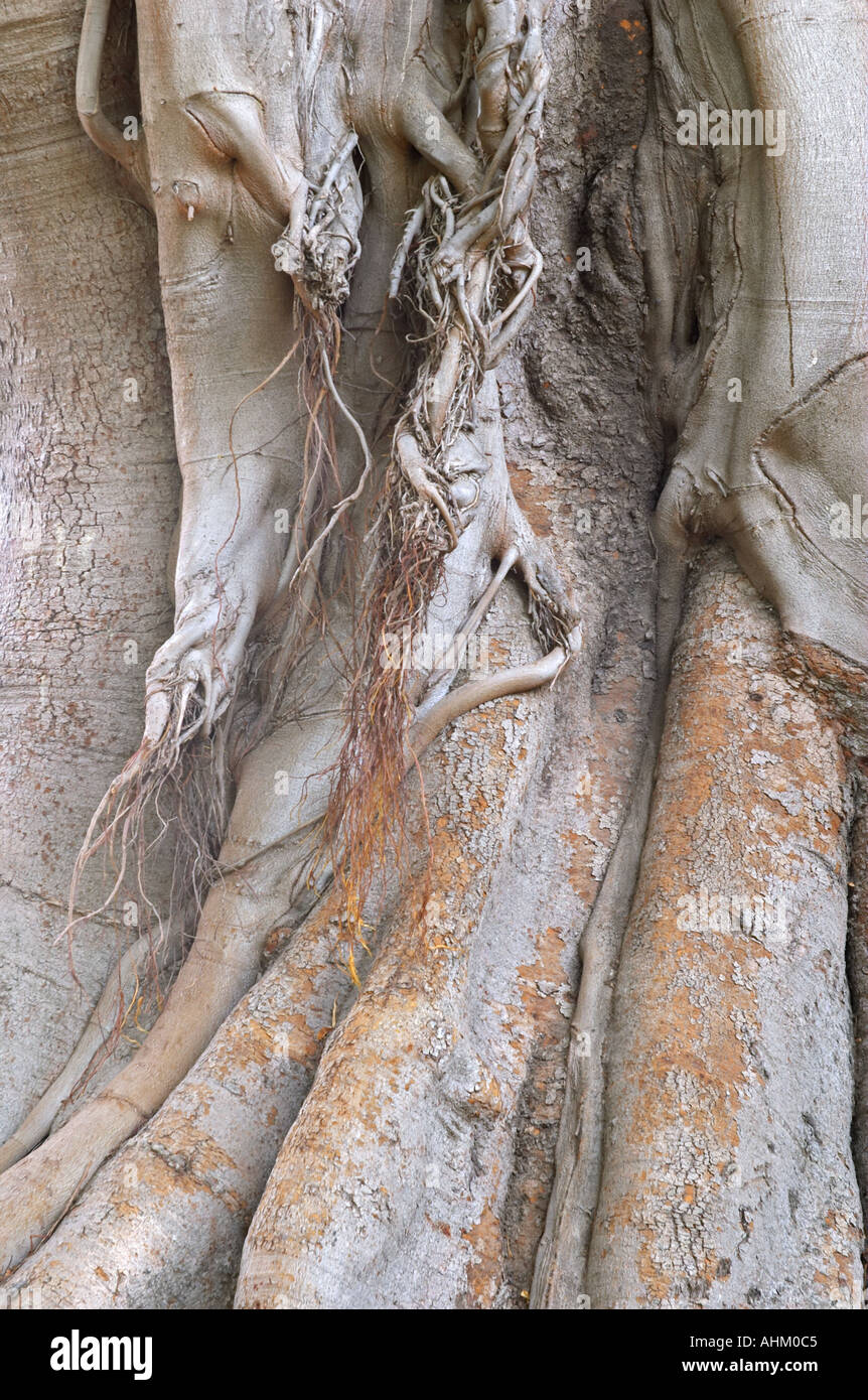 Wood texture of the intricate trunk of an old centennial giant ficus ...