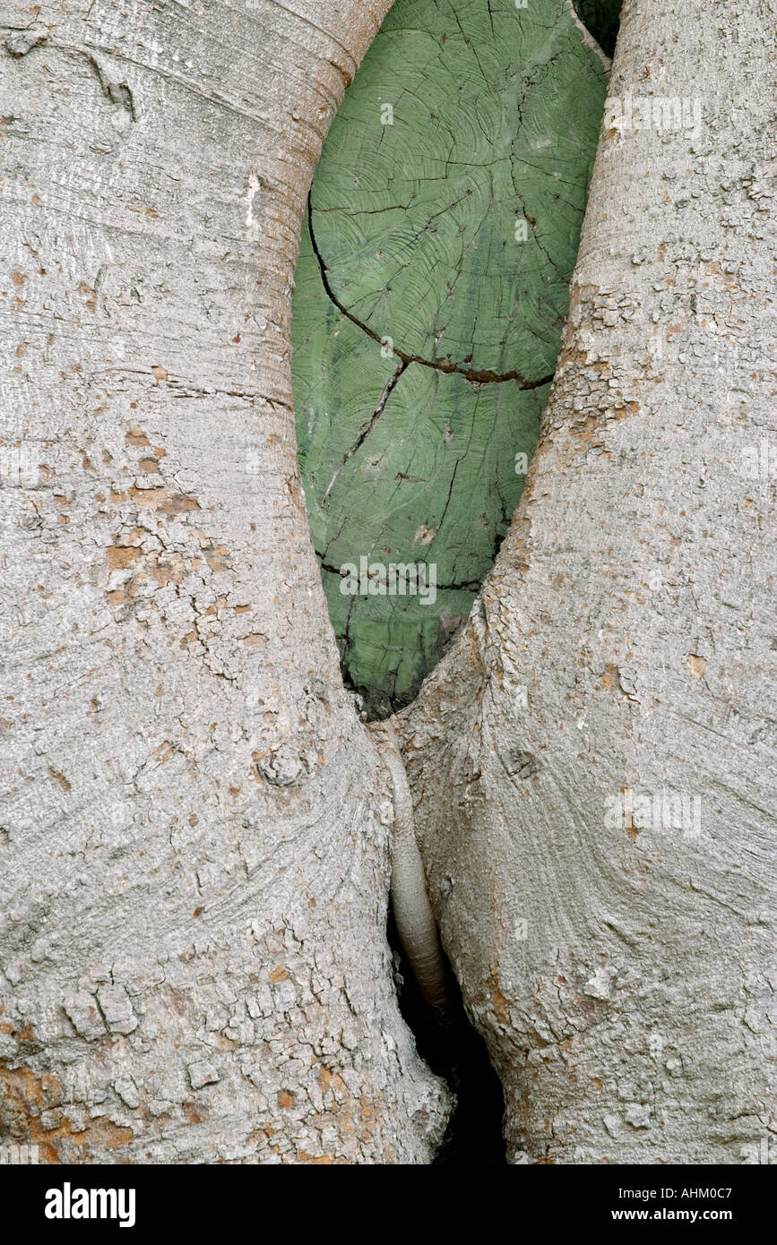 Wood texture of the intricate trunk of an old centennial giant ficus ...