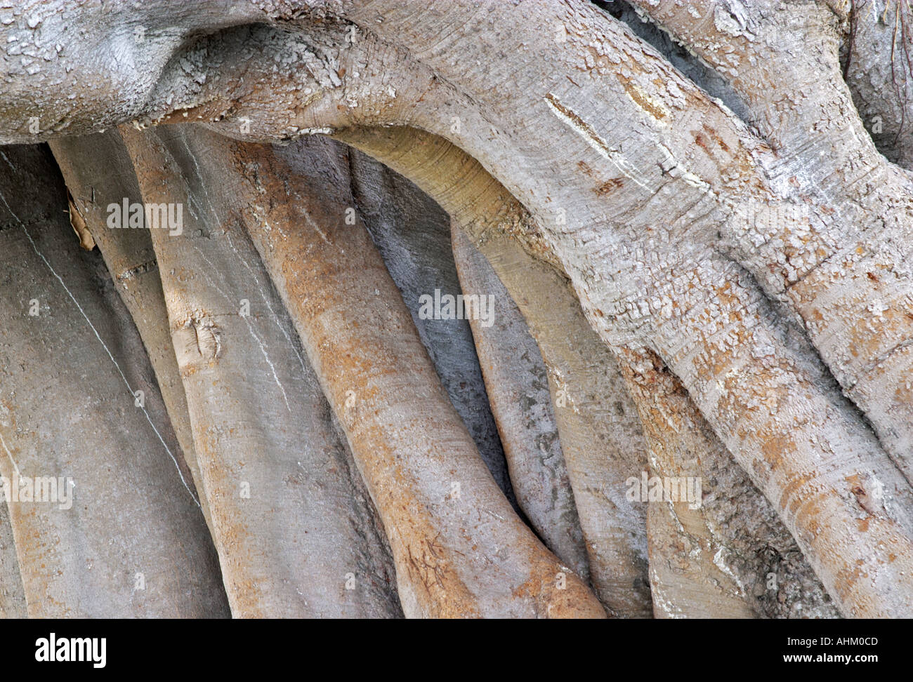 Wood texture of the intricate trunk of an old centennial giant ficus ...