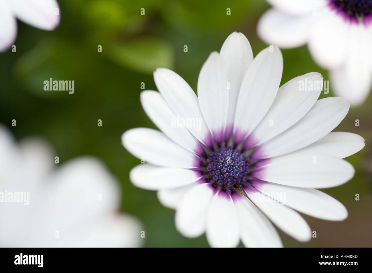 Abstract osteospermum hi-res stock photography and images - Alamy