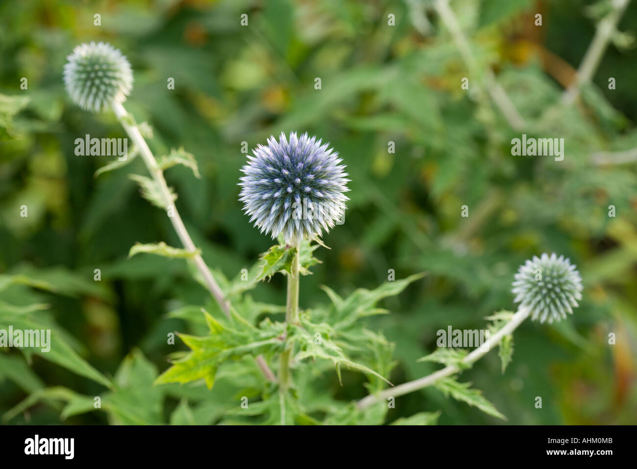 Blue globe thistles Stock Photo - Alamy
