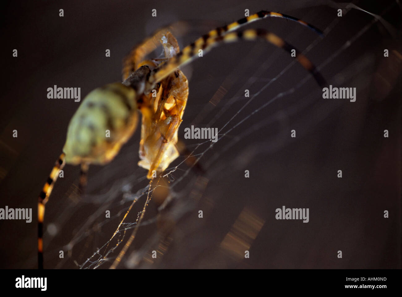 Golden Orb spider Stock Photo - Alamy