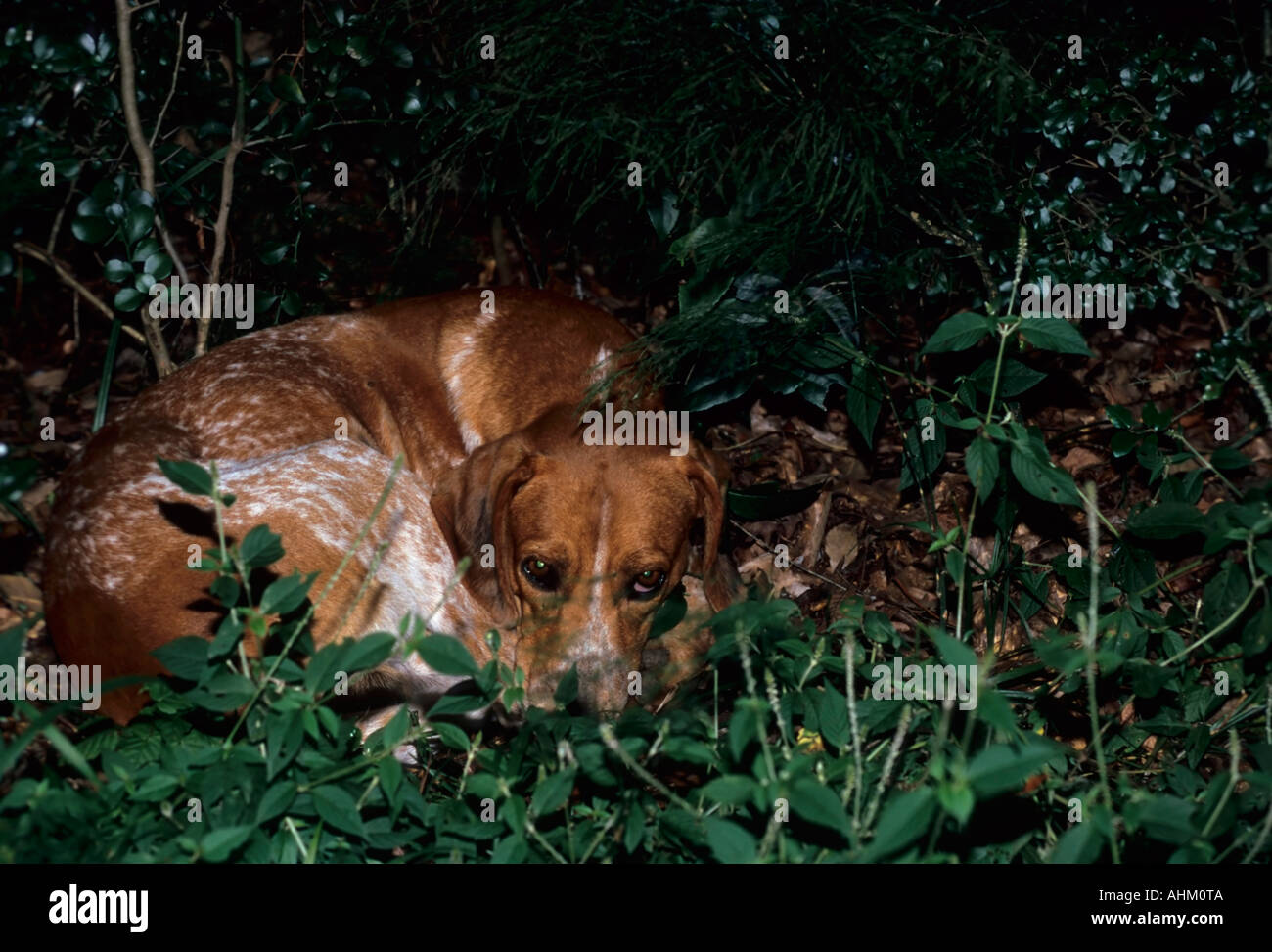 Dejected dog hi-res stock photography and images - Alamy