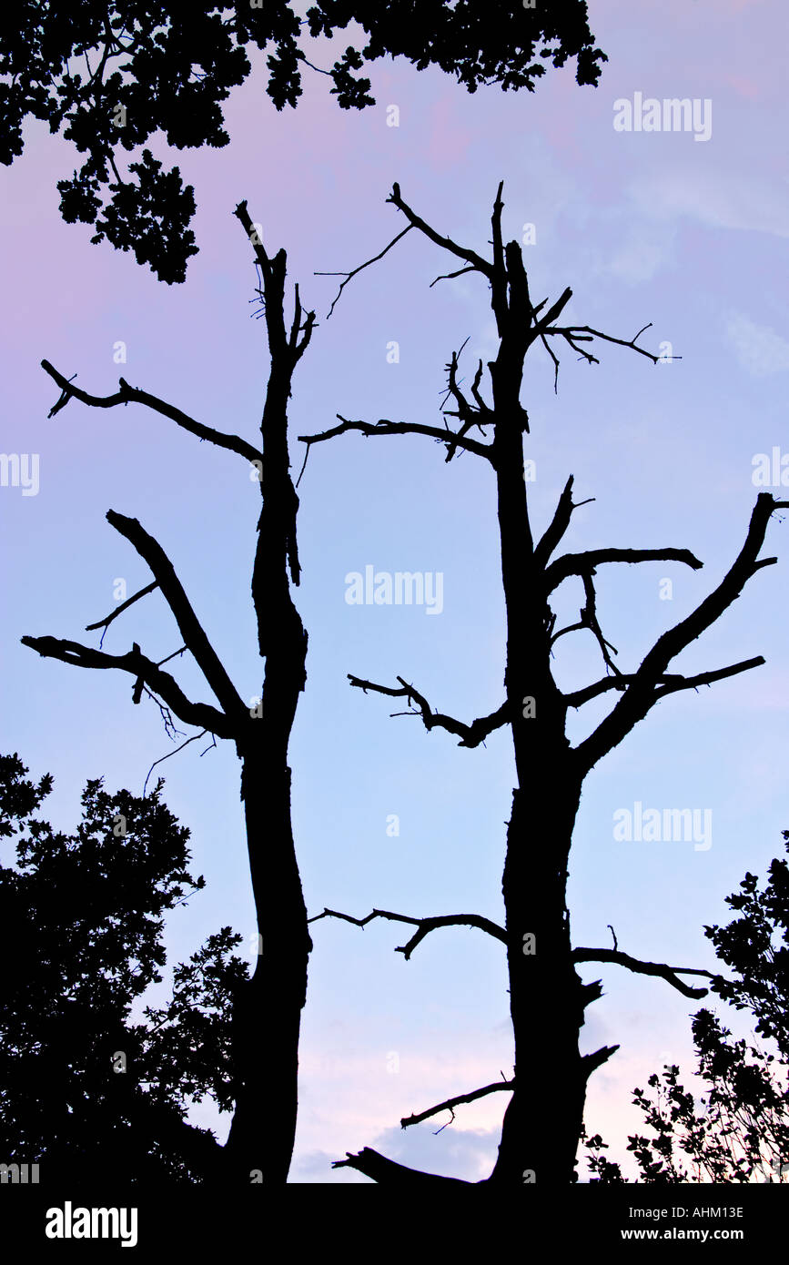 Withered black tree silhouette against sky Valtrebbia Italy Stock Photo ...
