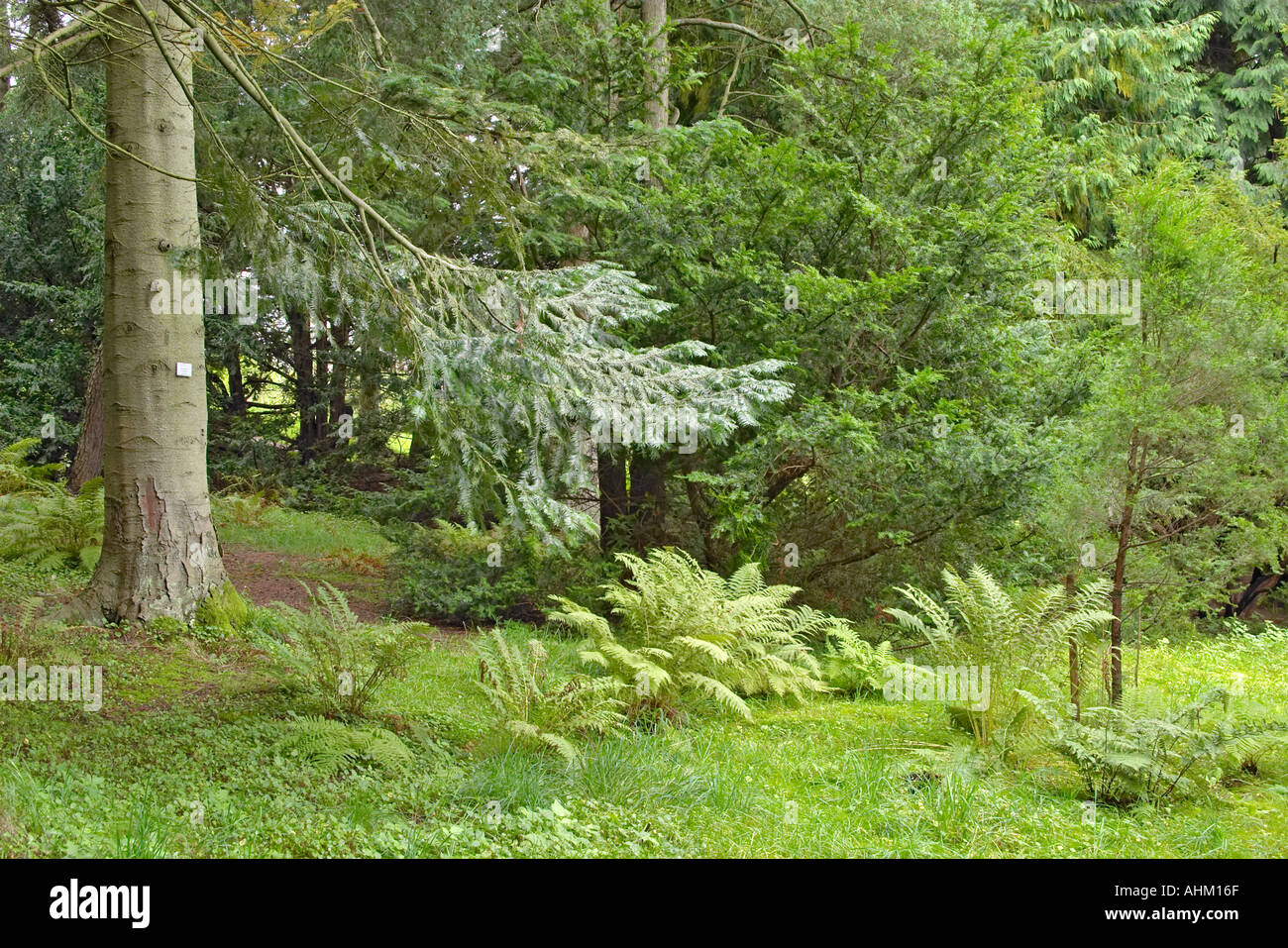 Pine tree in a lush underbrush wood botanical garden Gothenburg Sweden ...