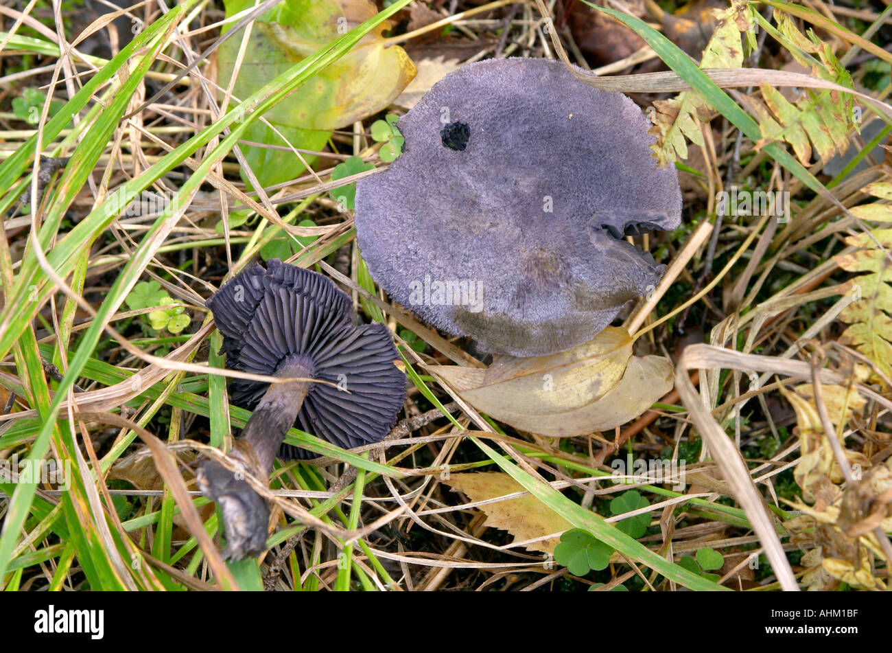 Mushroom Cortinarius violaceus subesp harcynicus Violet Webcap ...