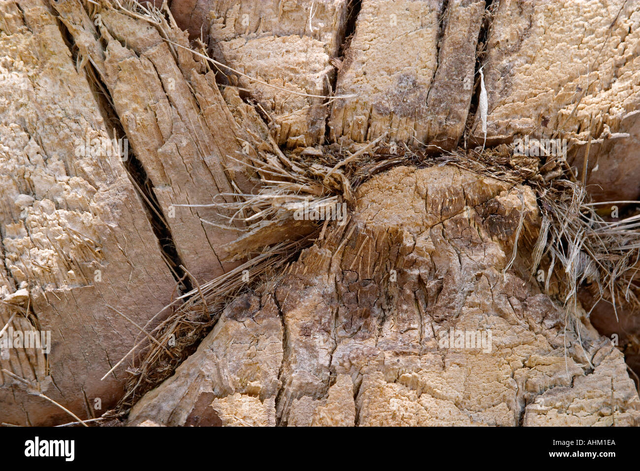 Palm wood texture Stock Photo - Alamy