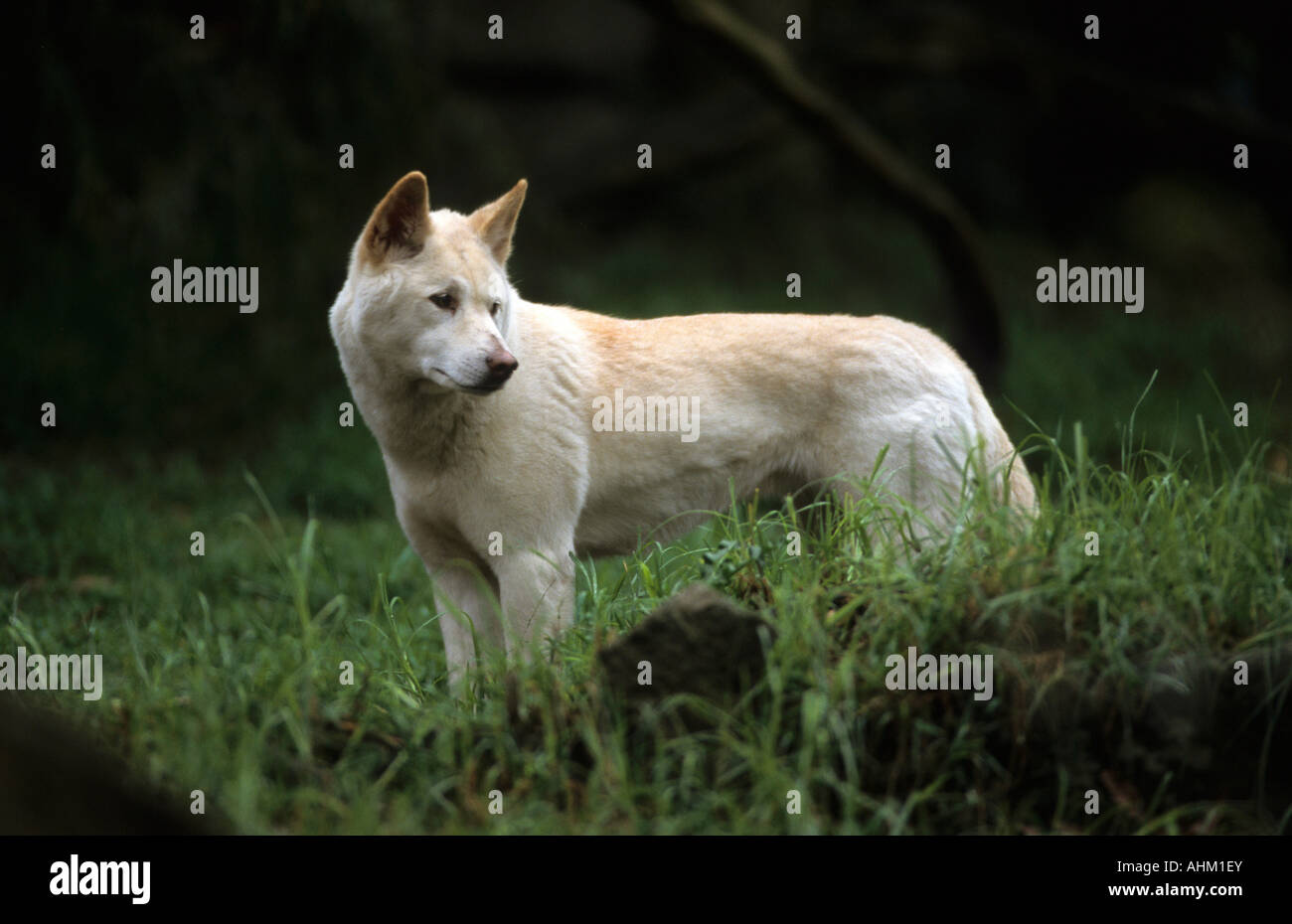 Dingo auf Wiese stehend Canis familiaris dingo dingo standing in ...