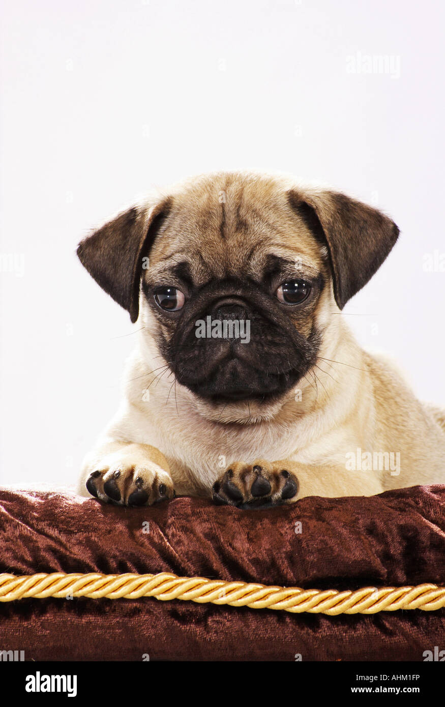 Pug - puppy lying on pillow Stock Photo - Alamy