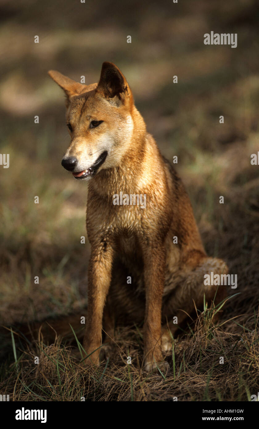 Dingo sitzend Frazer Island Queensland Australien dingo sitting ...