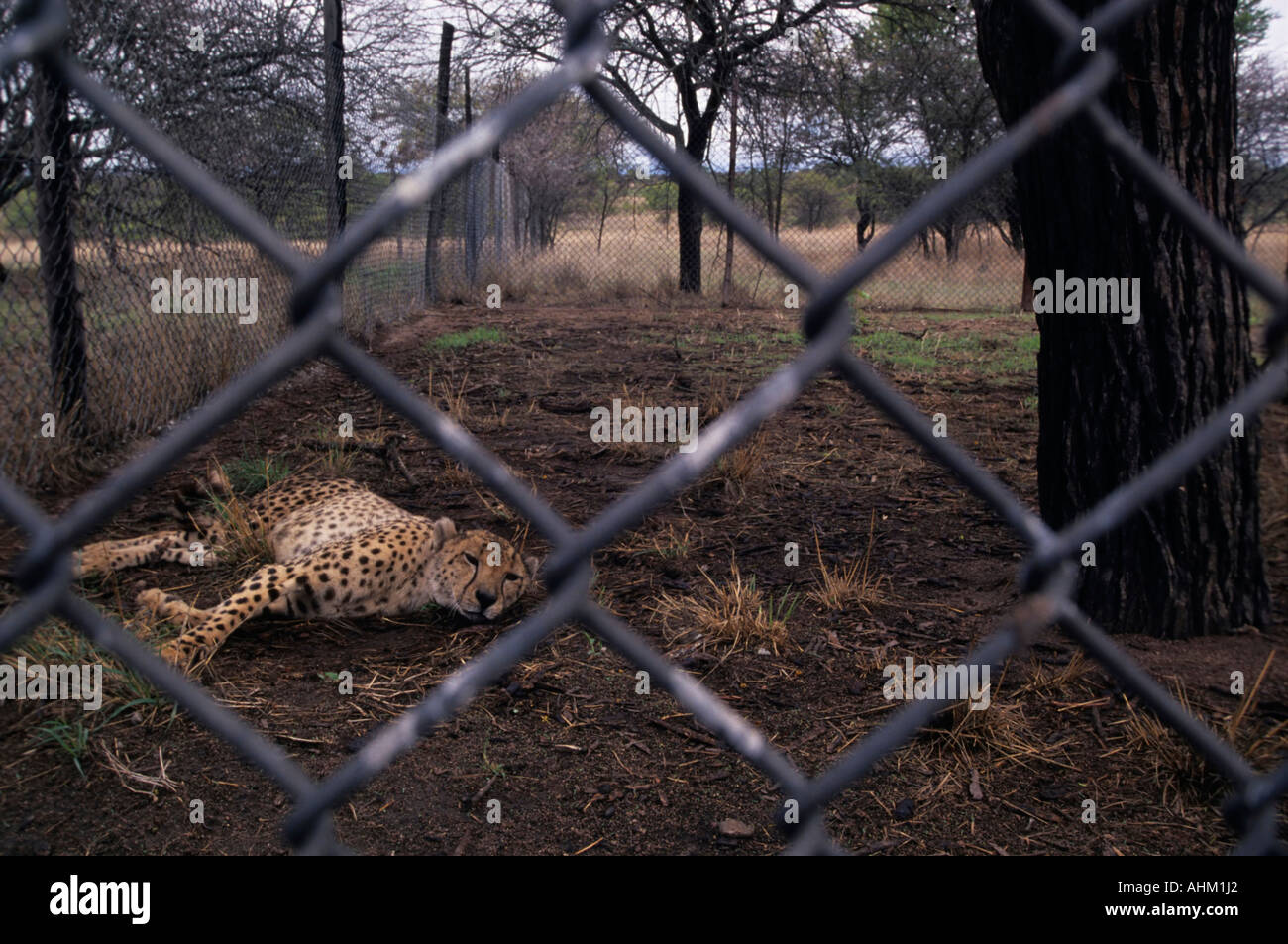 The cage of shame hi-res stock photography and images - Alamy