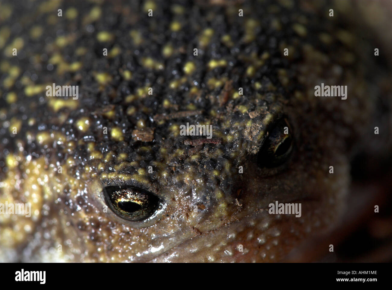 Grumpy frog hi-res stock photography and images - Alamy