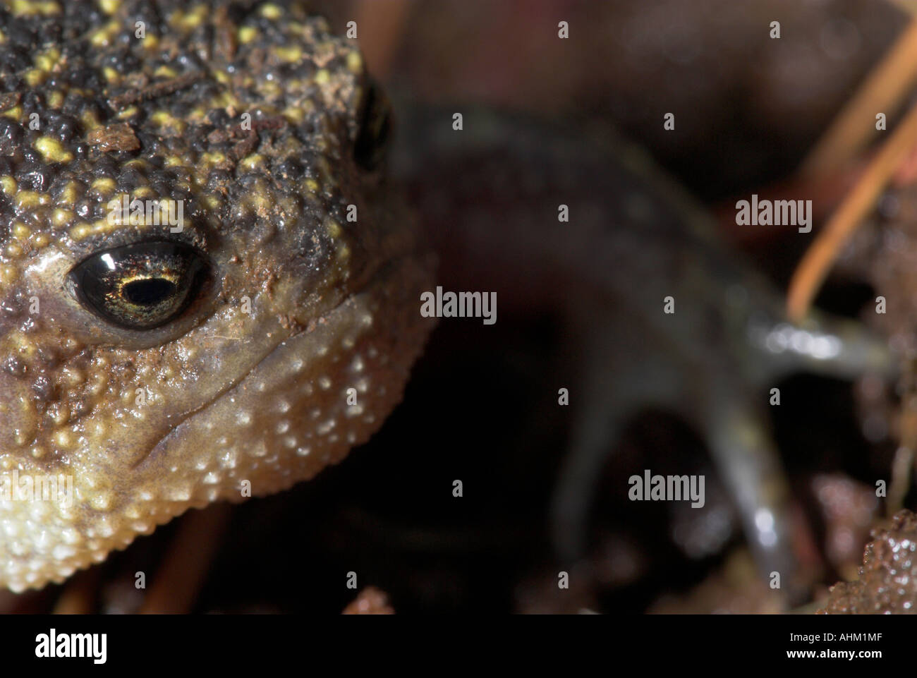Sad frog hi-res stock photography and images - Alamy